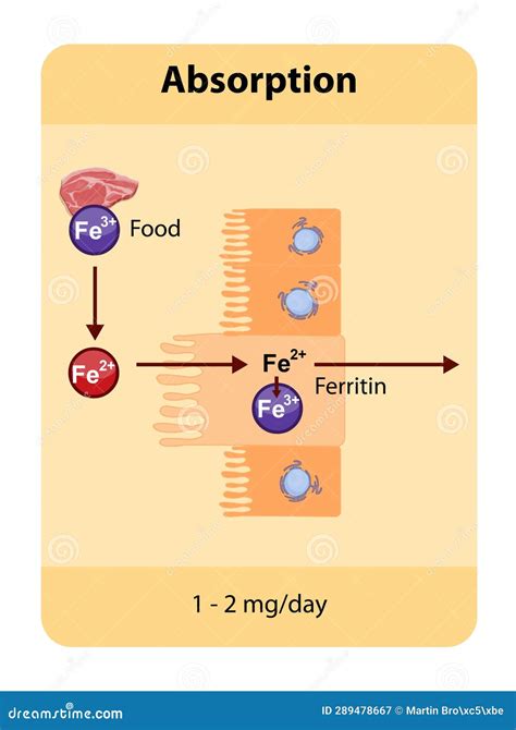 Iron Absorption With Milk At Frank Thill Blog