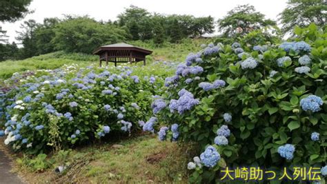 アジサイ 色麻町愛宕山 18年7月5日 大崎バックグランド