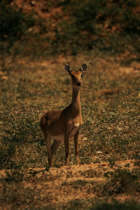 5000张最精彩的“niñasfollandohd”图片 · 100免费下载 · Pexels素材图片