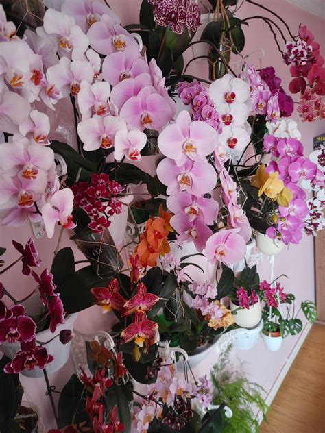 ორქიდეების მოვლა და მათი მეთოდები 🇬🇪 ჩემი საკუთარი ჩანჩქერი☺️💖