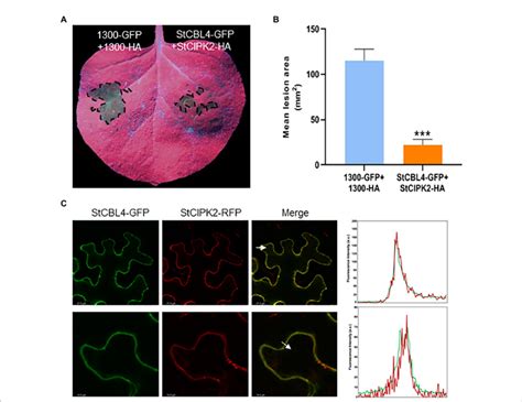 Analysis Of Transient Co Expression And Colocalization Of Stcbl4 And Download Scientific