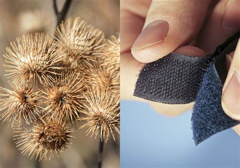 Biomimicry Examples Plants At Edward Johns Blog