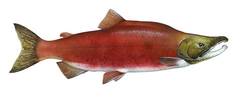 Identifying Types Of Salmon Chefs Resources