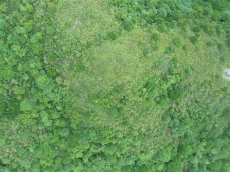 Create Realistic Tree Texture In Photoshop Create Realistic Tree Texture In Photoshop