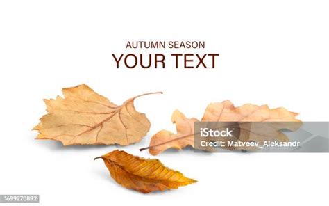 그림자가 있는 흰색 바탕에 다양한 낙엽이 있다 페이지 템플릿 배너 또는 가을 배경에 대한 가을 시즌 개념입니다 그림자 없는 격리를 위한 경로그림자 없는 경로 0명에 대한