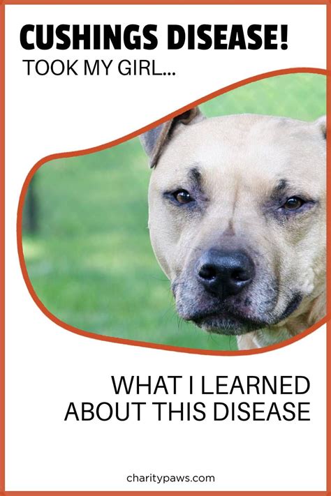 Cushings Disease Dogs Artofit