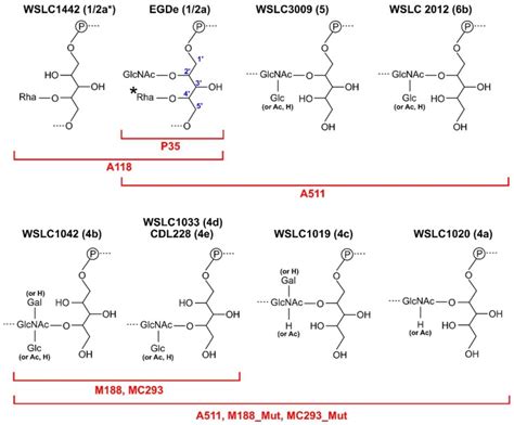 Molecular Basis Of Bacterial Host Interactions By Gram Positive Targeting Bacteriophages Pmc