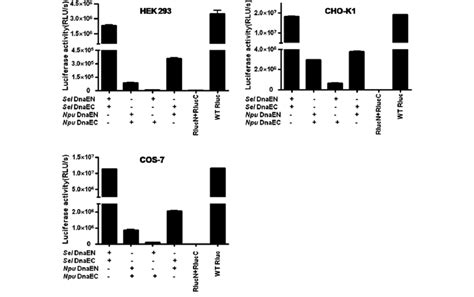Characterization Of Dnae Intein Mediated Protein Trans Splicing In Download Scientific Diagram