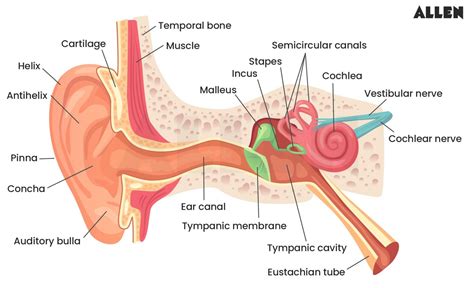 Auditory Pathway Structure Functional Significance And Faqs
