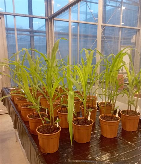 Sex Pheromones And ‘miracle Maize New Researches Uncover Groundbreaking Solutions To Combat