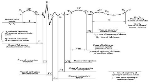 Analysis Of ECG Signal Graph Download Scientific Diagram
