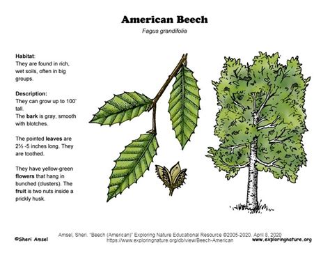 Symbolism Of Green Beech Tree