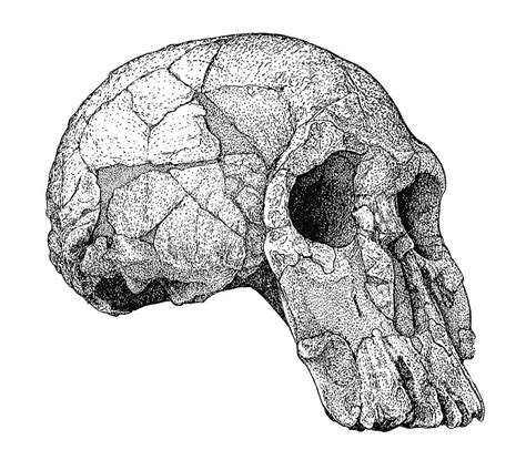 Homo Habilis Skull By Granger