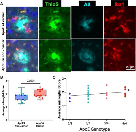 Apoe2 Gene Therapy Reduces Amyloid Deposition And Improves Markers Of Neuroinflammation And