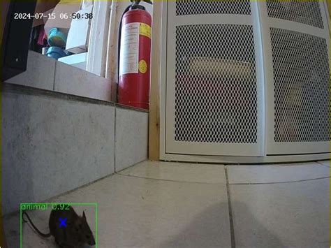 Rat Detection Review Advice Wildlabs