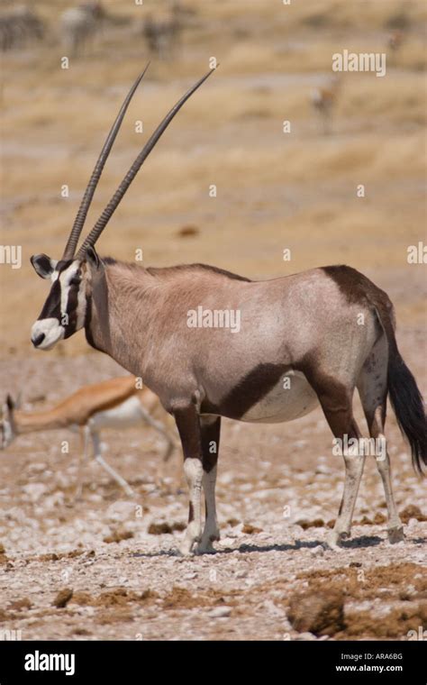 Scimitar Oryx Banque De Photographies Et Dimages à Haute Résolution Alamy