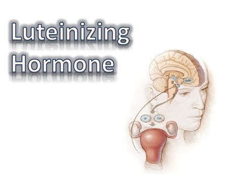 Luteinizing And Follicle Stimulating Hormone Powerpoint Pdf Luteinizing Hormone Hormone