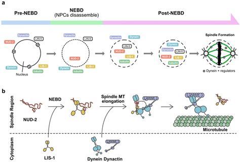Sequential Accumulation Of Dynein And Its Regulatory Proteins And Its