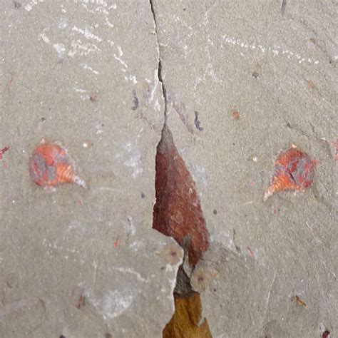 Xiphosura Fosilpaleos