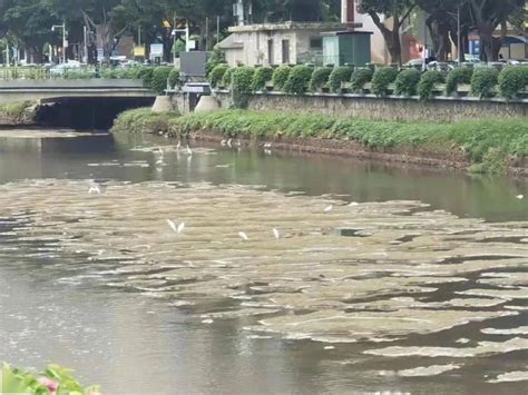 广州河涌治理调研实践（一）城市