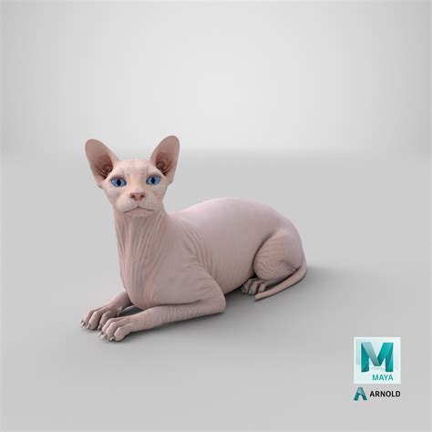 크림 화이트 스핑크스 고양이 거짓말 포즈 3d 모델 119 Usdz 3ds Blend C4d Fbx Max Gltf Obj Ma Upk