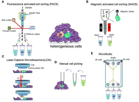 Nawras S On Linkedin 🔮 Fluorescence Activated Cell Sorting Facs Is An Essential Technique