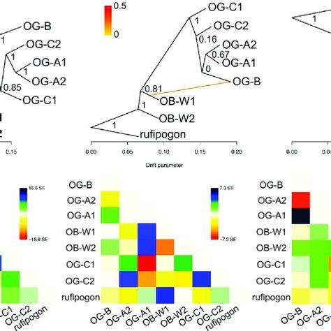 Treemix Admixture Graph Of Genetic Groups From O Barthii O Download Scientific Diagram