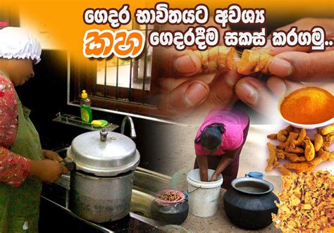 Department ගෙදර භාවිතයට අවශ්‍ය කහ ටික ගෙදරදිම සකස් කර ගමු ⭕ මේ දිනවල කහ අස්වැන්න නෙලන කාලය
