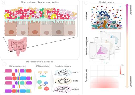 Computational Modeling Of Gut Microbial Communities