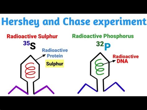 Hershey And Chase Experiment Animation
