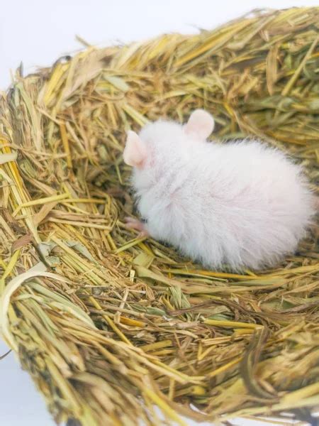 Schlafende Maus Stock Photos Royalty Free Schlafende Maus Images Depositphotos