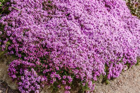 Is Creeping Thyme Invasive The Answer Might Surprise You