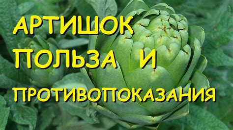 Полезные свойства экстракта артишока для печени и противопоказания
