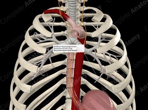 Posterior Basal Segmental Bronchus Of Left Lung Complete Anatomy