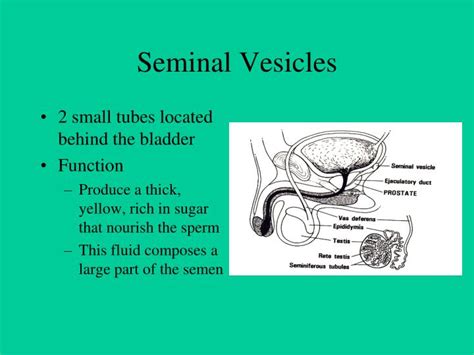 Ppt Reproductive System Powerpoint Presentation Id721337