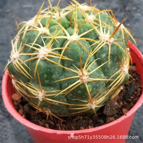 天王丸仙人球 帝王丸仙人球 伤感说说吧