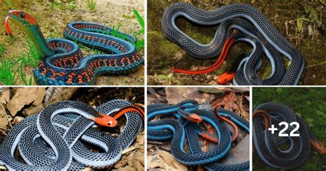 What Is The Most Toxic Snake Species And How Did It Dominate The Snake