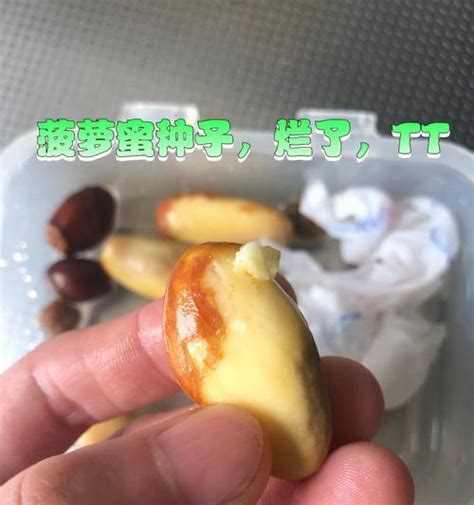 菠萝蜜种子种植详解从选种到育苗让你轻松种出茂盛的菠萝蜜树 养花攻略 花儿网