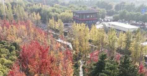 红叶红红红啦！西安城里最美赏秋地，景美地方大，露营拍照遛娃！腾讯新闻