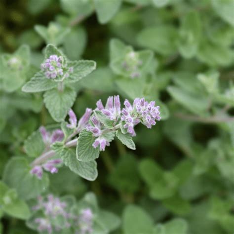 How To Grow Catnip Garden For Beginners