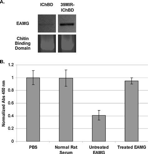 Mir Peptide Mimic Removes Anti Mir Abs From Eamg Serum A The Download Scientific Diagram