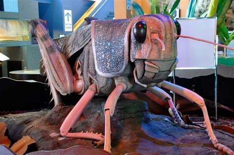 The Bugs Have Invaded The Cube Rockin Mama™