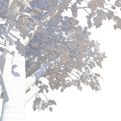 Tree D Model Unknown Max Fbx Free D
