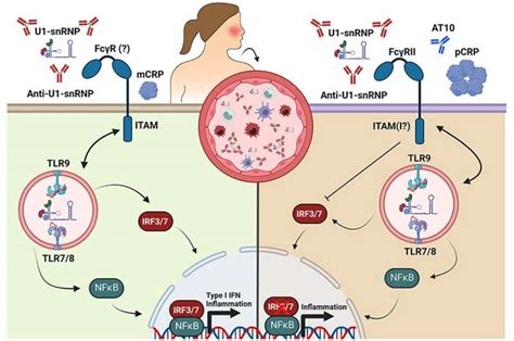 C Reactive Protein Reduces The Immune Response In Inflammatory Disease