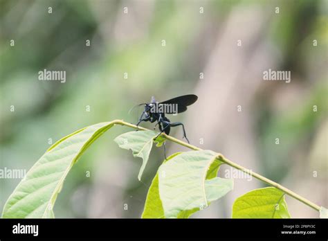 Blue Black Wasp Sphecidae The Leaves Were Cut Obviously By Leaf
