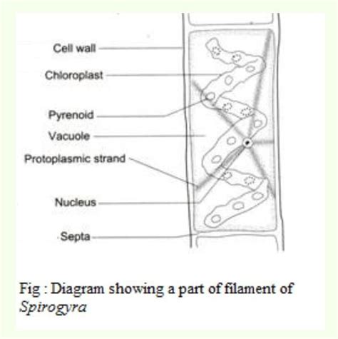 Write Name Of A Few Thallophytes Draw A Labelled Diagram Of Spirogyra Write Name Of A Few
