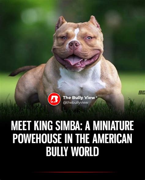 The Bully 𝗠𝗲𝗲𝘁 𝗞𝗶𝗻𝗴 𝗦𝗶𝗺𝗯𝗮 𝗔 𝗠𝗶𝗻𝗶𝗮𝘁𝘂𝗿𝗲 𝗣𝗼𝘄𝗲𝗿𝗵𝗼𝘂𝘀𝗲 𝗜𝗻 𝘁𝗵𝗲 𝗔𝗺𝗲𝗿𝗶𝗰𝗮𝗻