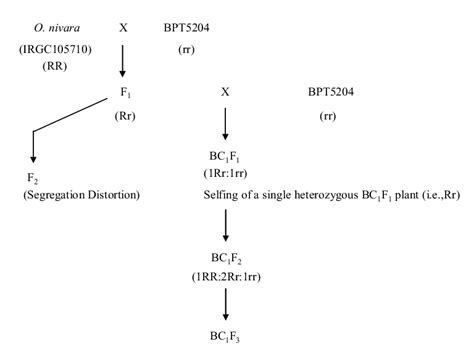B Development Of Alternate Mapping Population For Validation Of Linked Download Scientific