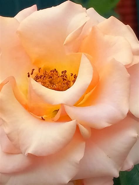 Light Pink Rose Michelles Mission