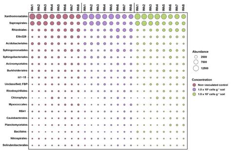 Bubble Plot Showing The Abundance Of The Bacterial Community At An Download Scientific Diagram
